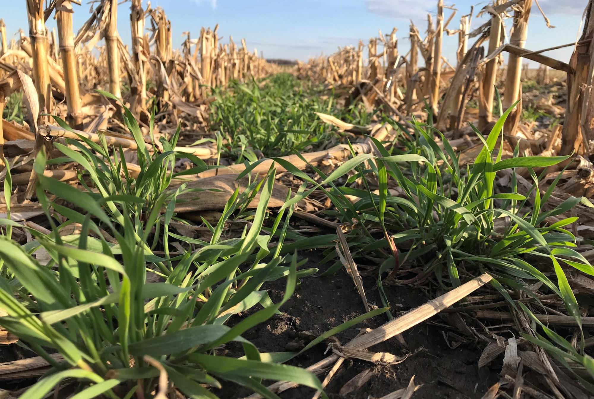 Precision Conservation Management – A Farm Service Program