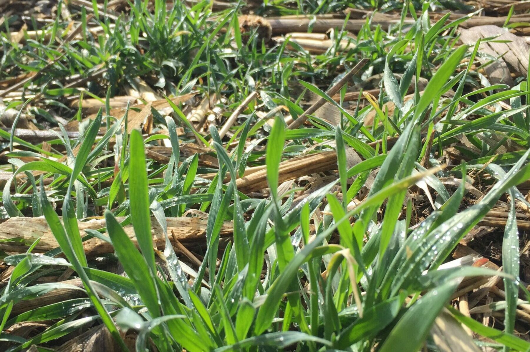 Precision Conservation Management