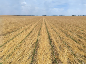 Precision Conservation Management